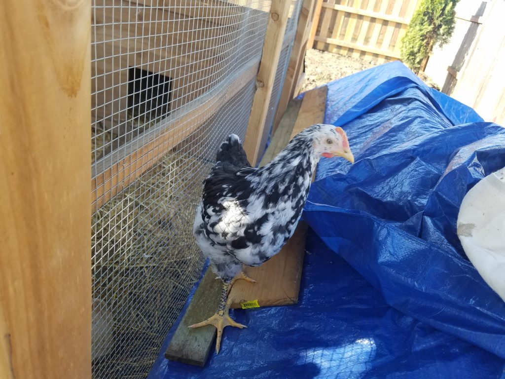 Using a Indoor Grow Tent Setup as a Brooder??? | Page 3 | BackYard ...